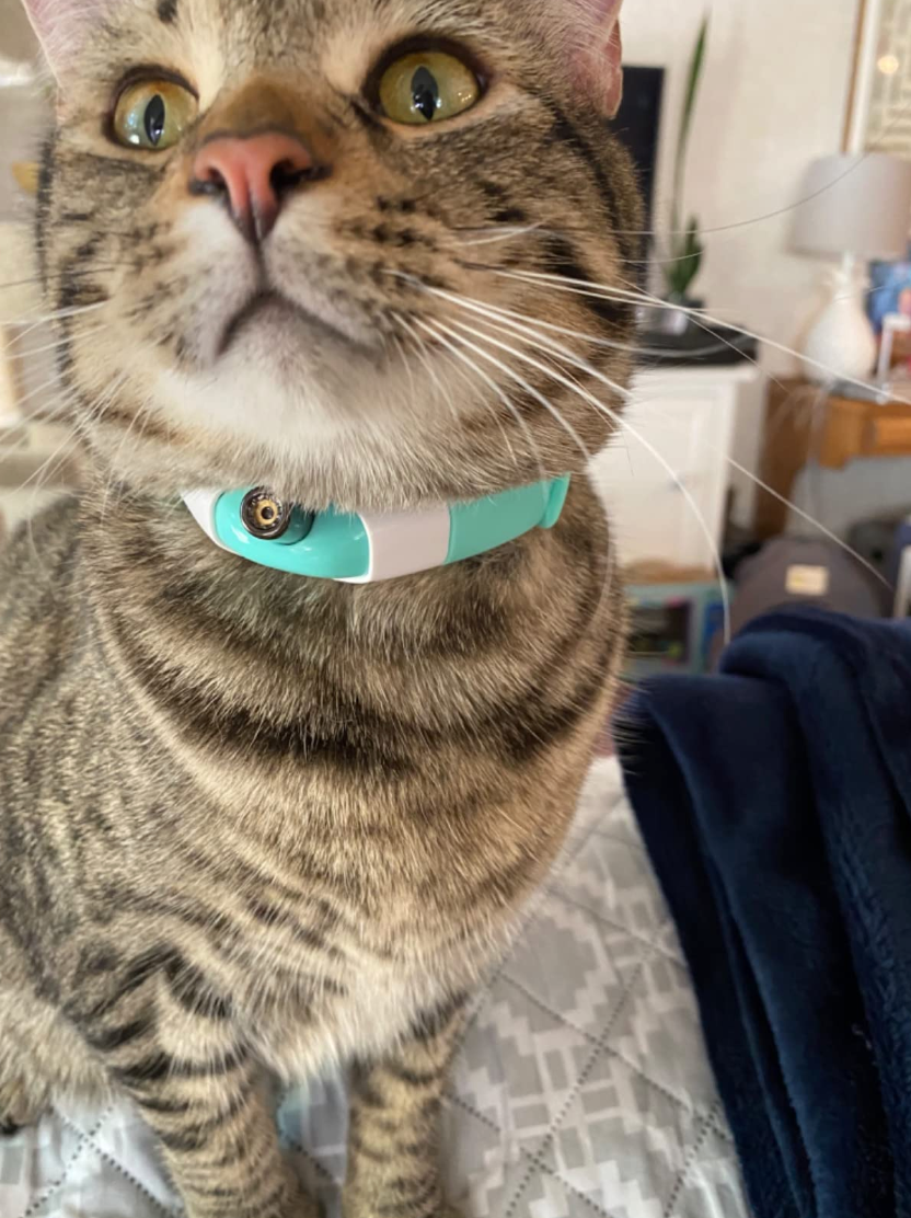 NemiPets™ Interactive Laser Collar – NemiPets™.