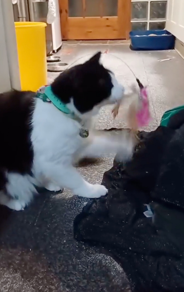 NemiPets™ Interactive Laser Collar